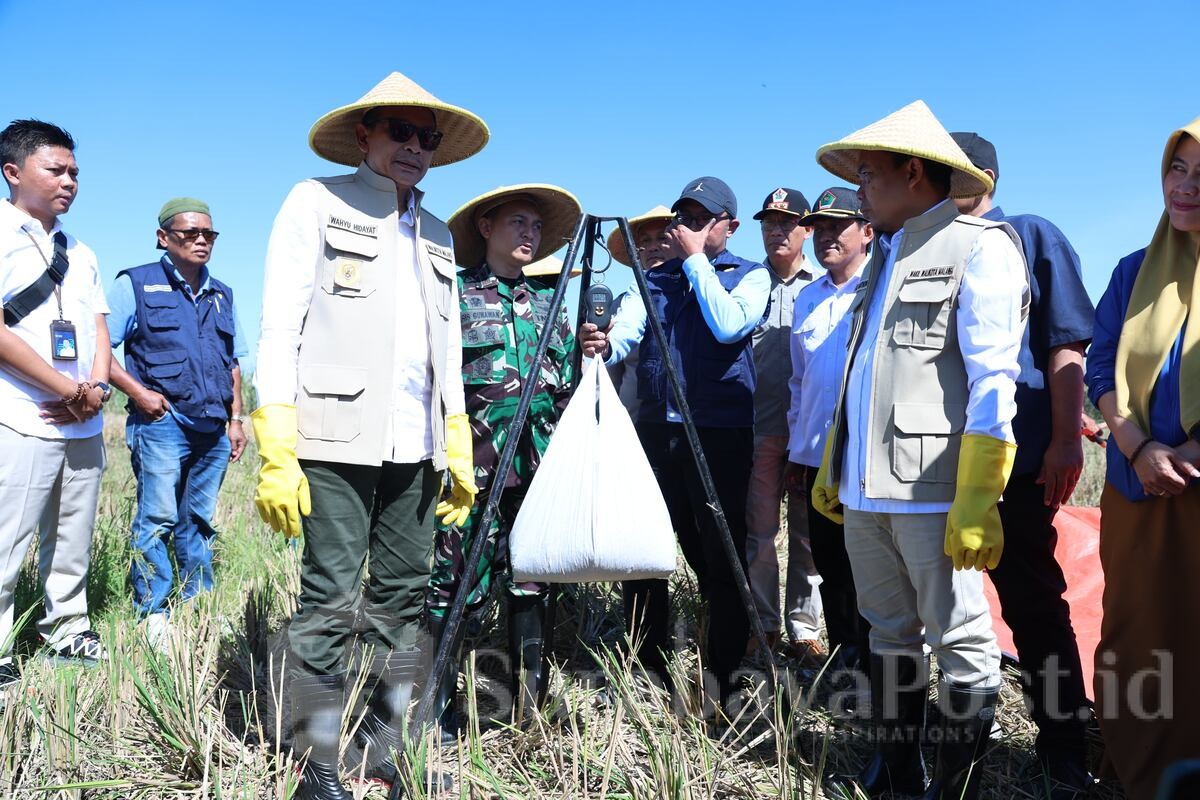 Panen Raya Serentak, Wali Kota Wahyu Hidayat: Panen Raya Padi Kota ...